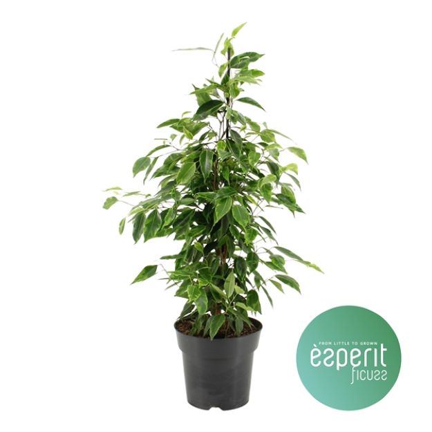 Ficus Ben. Danita p17 70cm 3pp