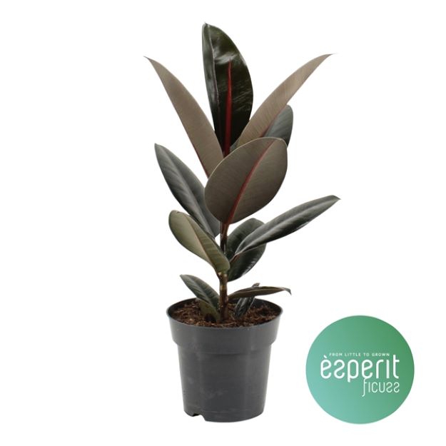 Ficus elastica Abidjan 65cm 1pp