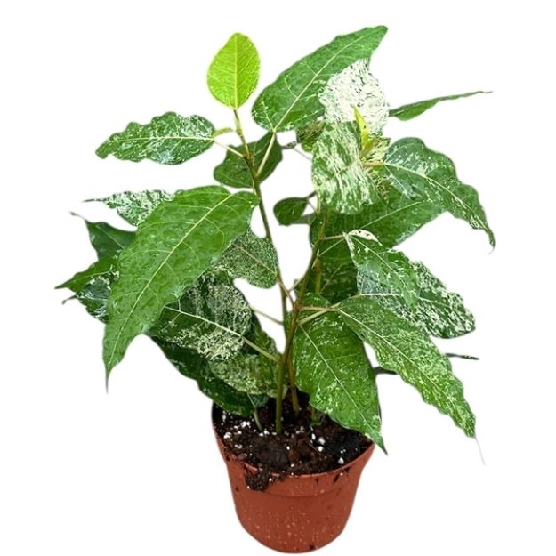 Ficus Stowstorm 20cm 1pp