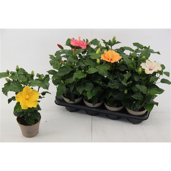 Hibiscus rosa-sinensis Sunny mix