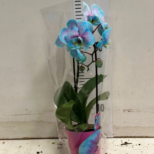 Phalaenopsis 45cm 1st 8fl