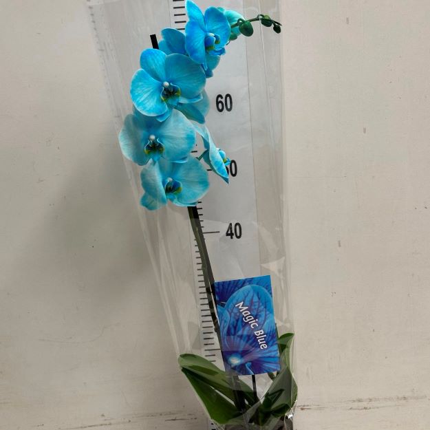 Phalaenopsis 70cm 1st 9fl