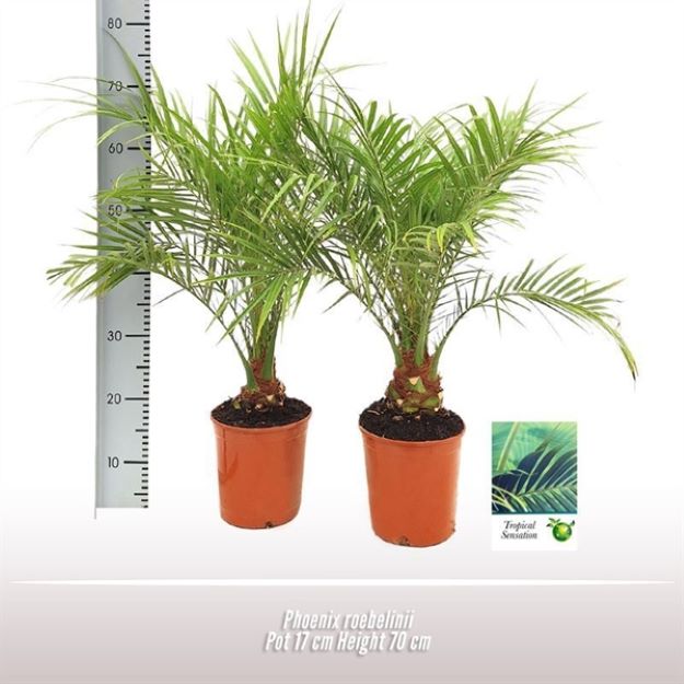 Phoenix Roebelenii 17 80cm
