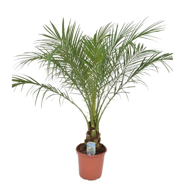Phoenix Roebelenii 24 125cm