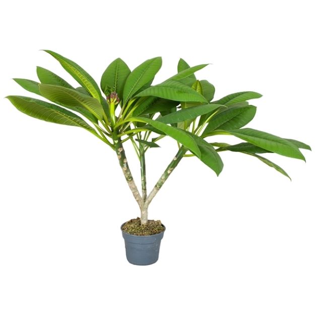 Plumeria Rubra Hawaiian mix
