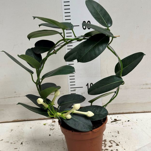 Stephanotis Floribunda Evergreen