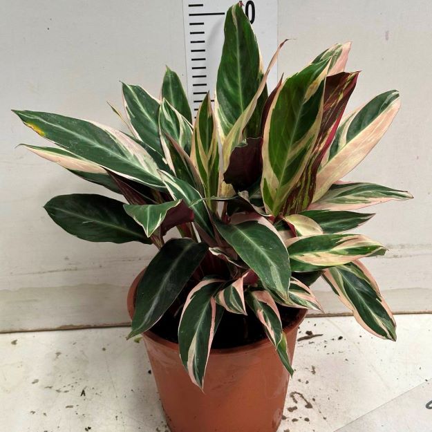 Stromanthe sanguinea Triostar
