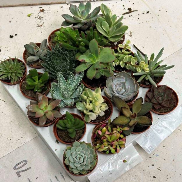 Succulent mix 5cm