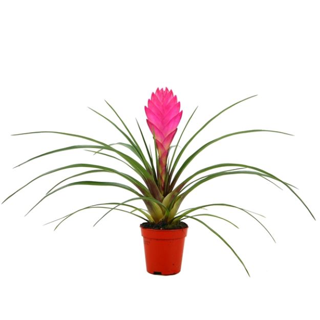 Tillandsia Cyanea Anita 26cm