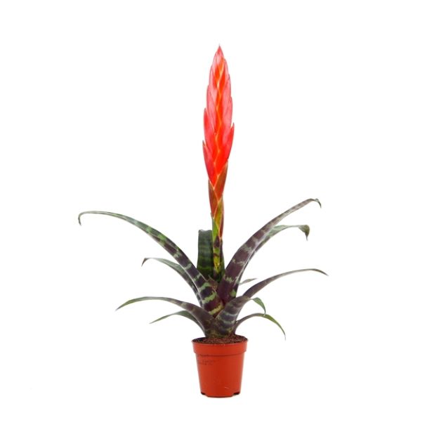 Vriesea Era 50cm