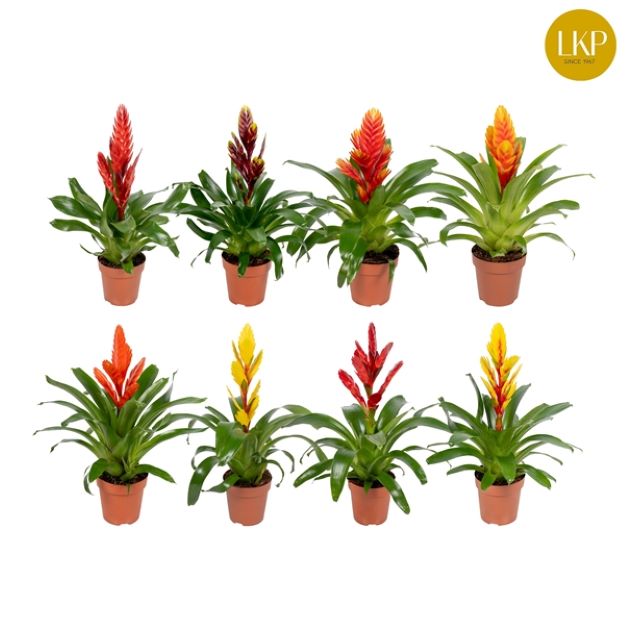 Vriesea mix 40cm