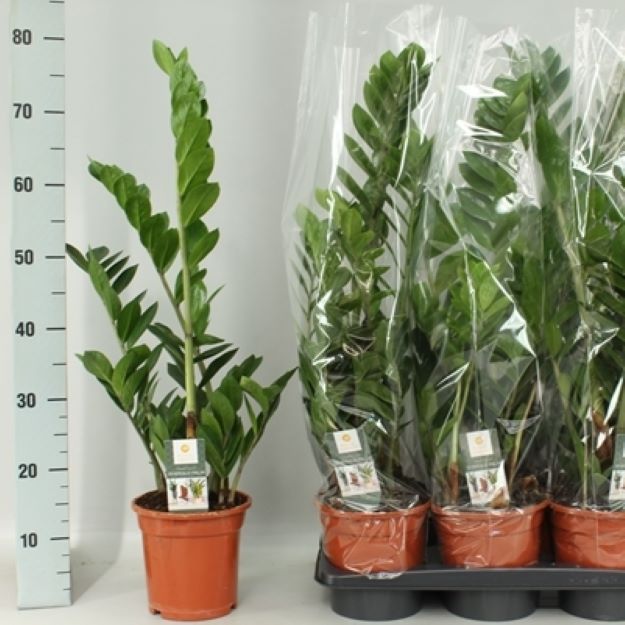 Zamioculcas zamifolia 17Ø 80cm 3st