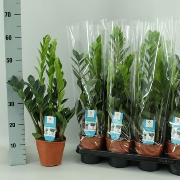 Zamioculcas zamifolia 60cm 3st