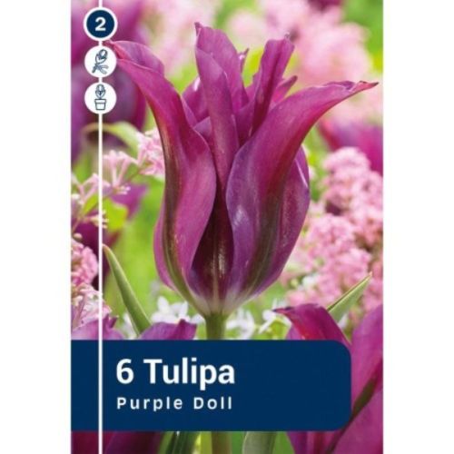 Tulipa purple doll 6/1