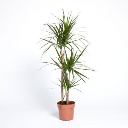 DRACAENA mar. mix 60-30-15 cm 21/120