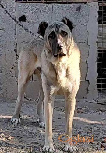 Turski Kangal, mužjak