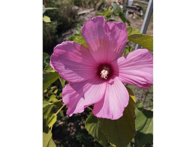 Hibiskus močvarni (Džinovski) boje sa slike 50 semena