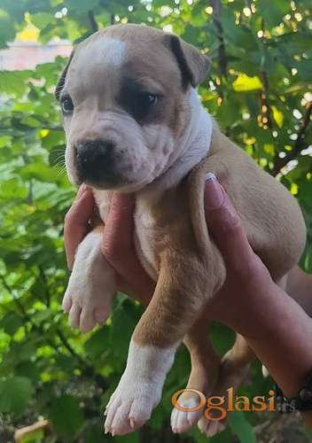 Pitbull štenci