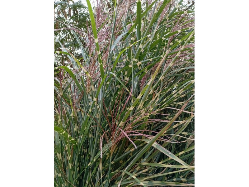 Pampas