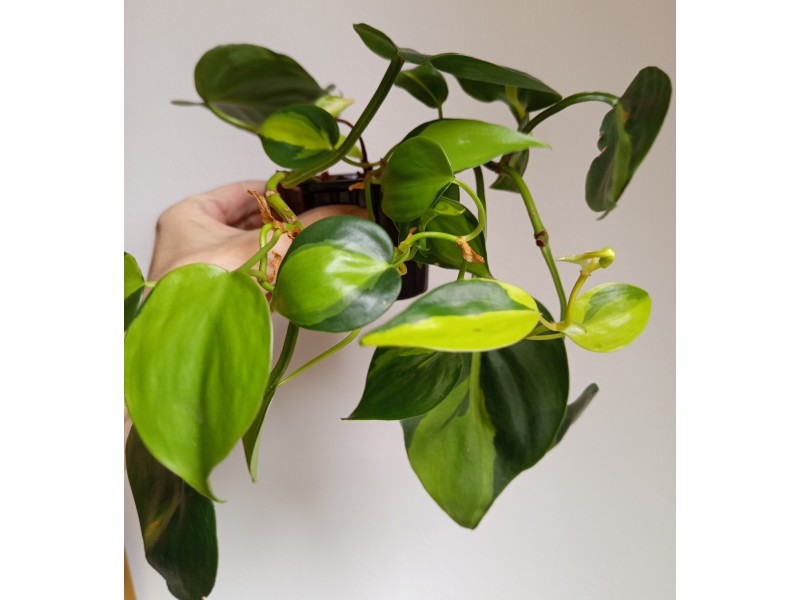 Philodendron Brasil
