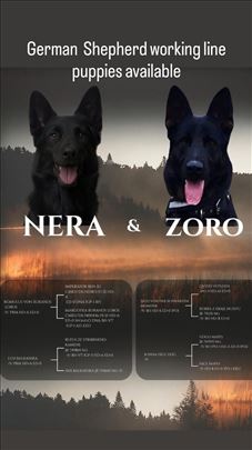 Nemački ovčar, štenci