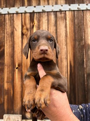 Doberman, štene braon