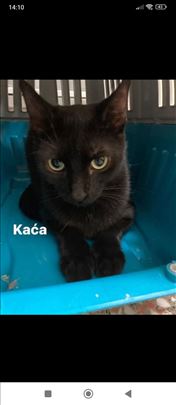 Kaca