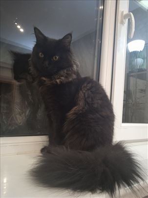 Maine Coon, mače