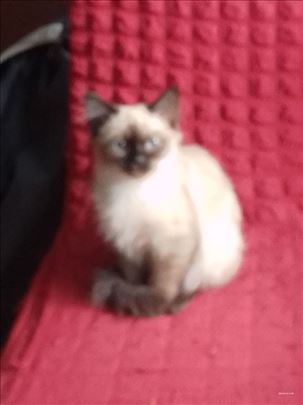 Ragdoll , mače mak iprodato
