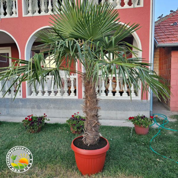 Zimootporna Lepezasta Palma (Trachycarpus fortunei)