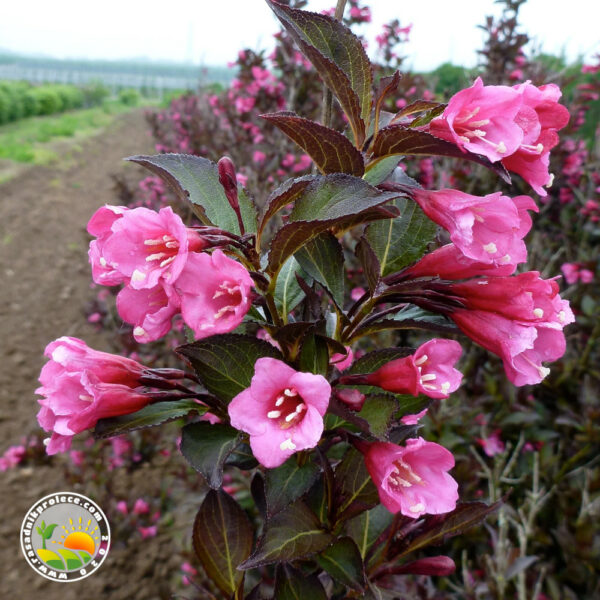 Tamnolisna Vajagela (Weigela Florida)