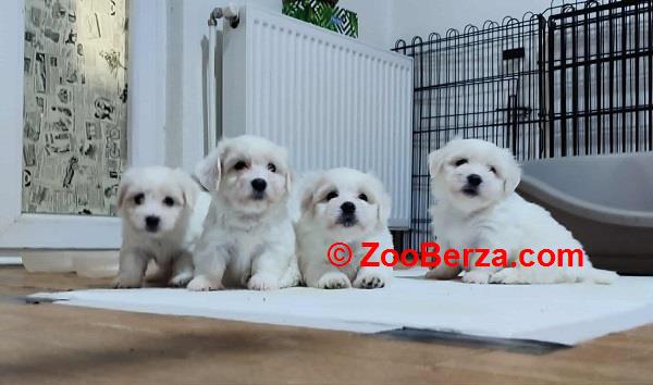 Coton de Tulear
