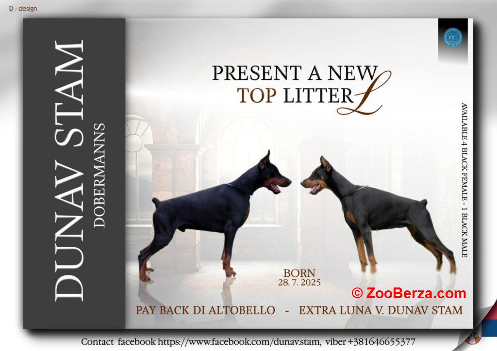 Doberman prelepi stenci