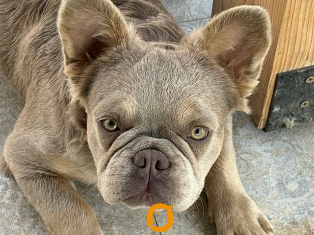 Francuski Buldog zenka