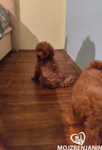 Crvena toy pudla