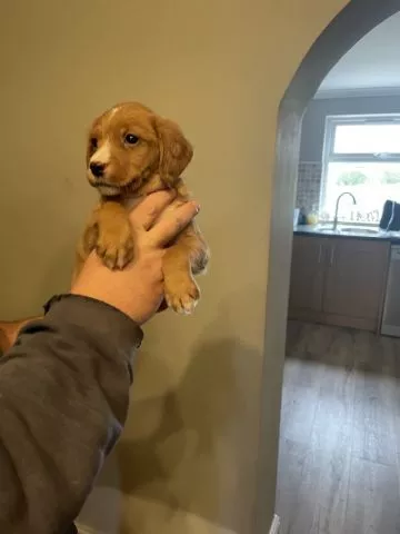 Fox red cocker spaniel pups