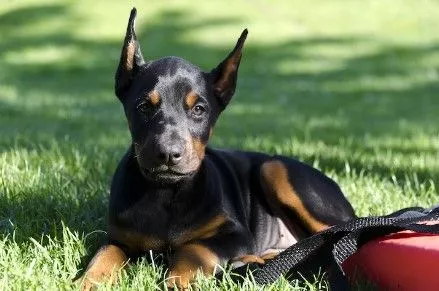 Doberman i Patuljasti pinc