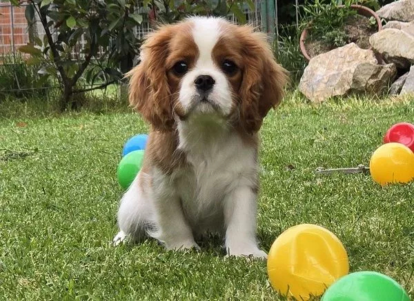 Cavalir king Charles spaniel štene vrhunskog kvaliteta