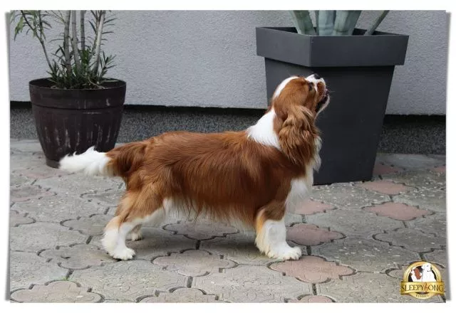 MUŽJAK CAVALIER KING CHARLES SPANIEL