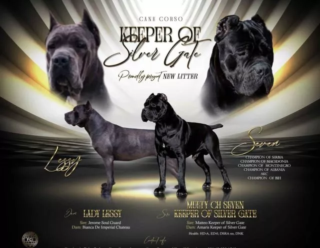 Cane corso prelepi stenci