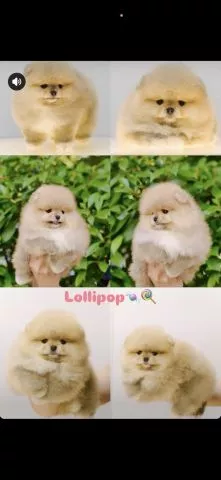 Prodajem stence pomeranca