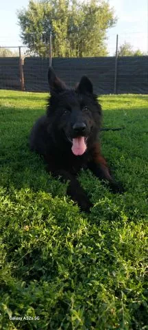 Nemački ovčar dugodlaki štenci