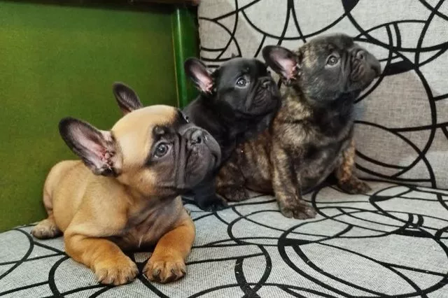 FRANCUSKI BULDOG
