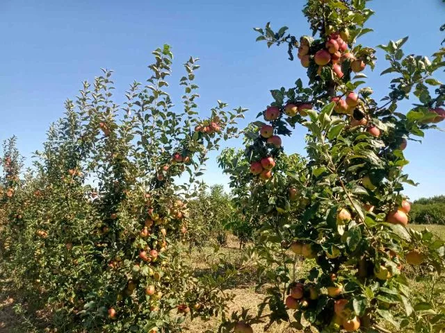 Voćnjak oraha i jabuka na prodaju