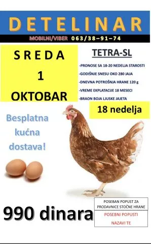 KOKE NOSILJE 18 NEDELJA STAROSTI