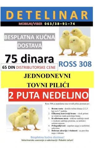 Jednodnevni tovni pilici (ROSS 308)