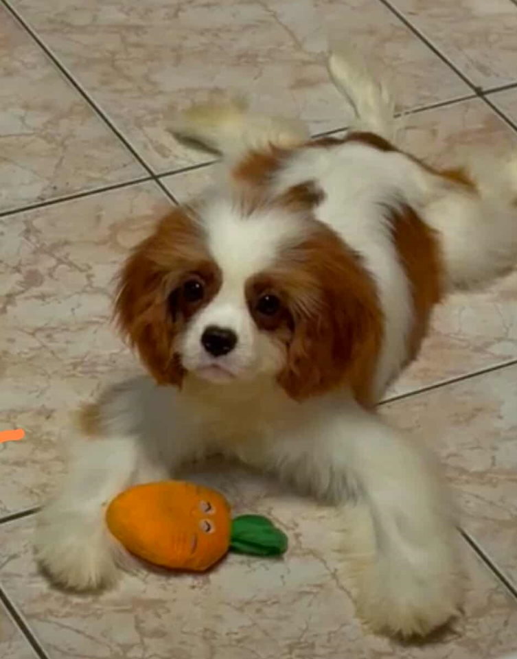 Dostupni štenci Cavalier King Charles spanijela
This site asks for consent to use your data
Manage your data
Confirm our vendors