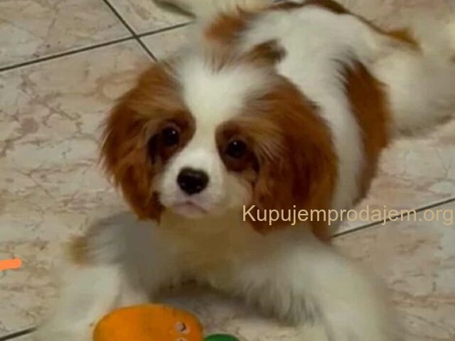 Dostupni štenci Cavalier King Charles spanijela