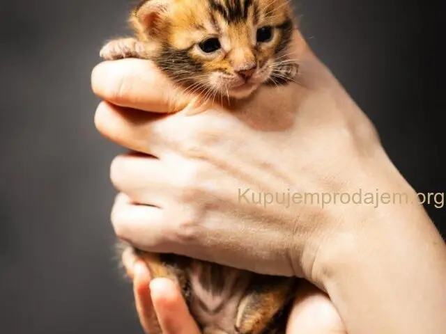 Потврдите наше добављаче