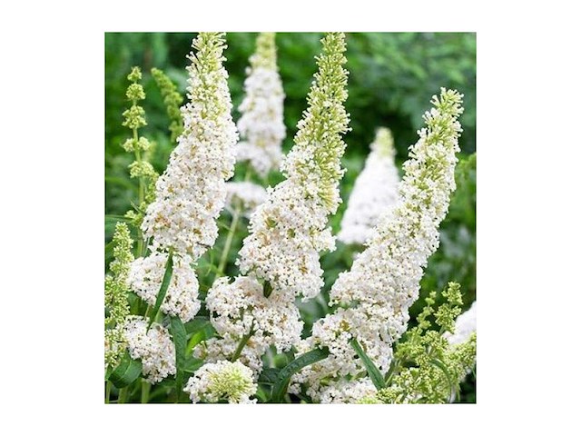 Letnji jorgovan - Buddleja White Profusion